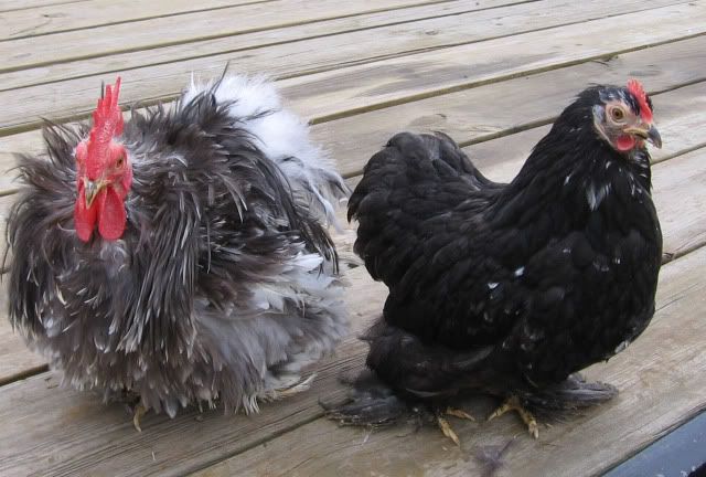 Silkie Amercauna Mixes, Bantam Frizzle Cochin Pair & Silkie FS Pa/Oh | BackYard Chickens - Learn ...