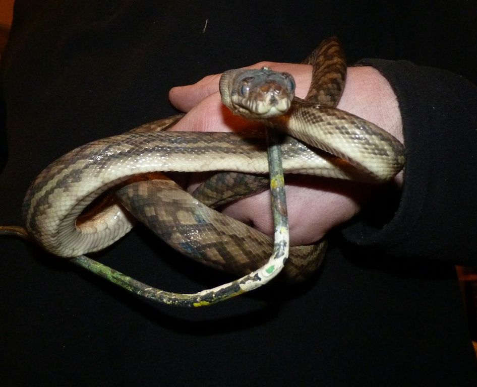 Bar Neck Scrub Python | Reptile Forums
