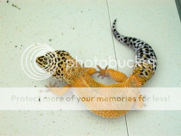 Color changing leopard gecko | Gecko Forums