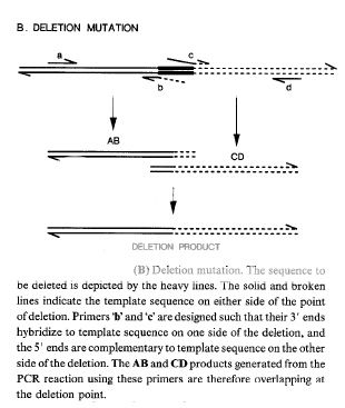 Overlapping Pcr A Python Script To Design Primers For Overlap