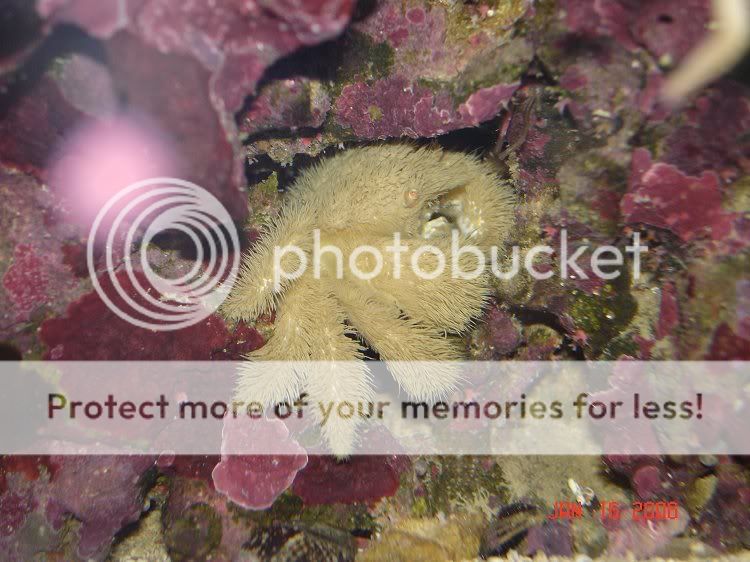 Hairy/Fuzzy/Furry Crab! What is it and is it good or bad!? *Lotsa Big ...