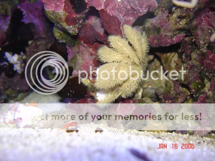 Hairy/Fuzzy/Furry Crab! What is it and is it good or bad!? *Lotsa Big ...