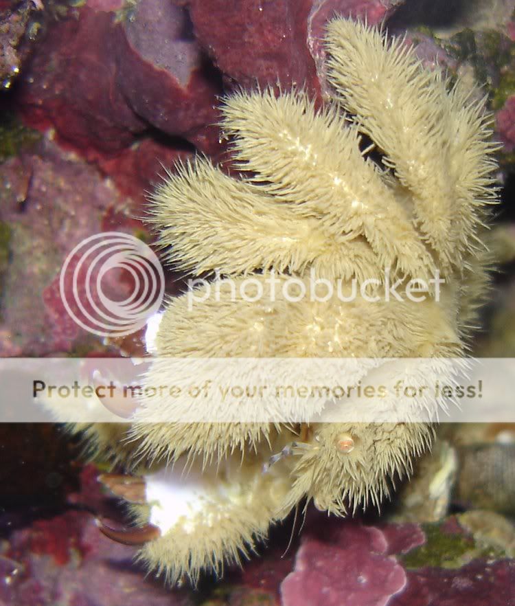 Hairy/Fuzzy/Furry Crab! What is it and is it good or bad!? *Lotsa Big ...