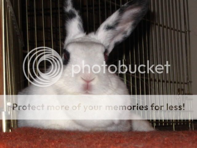 Chippy's got a lump (benign cystic teratoma.....extra ingrown mammary ...