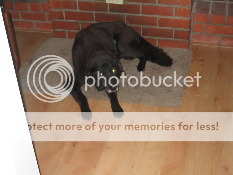 Hot Rod Dogs......... | The H.A.M.B.