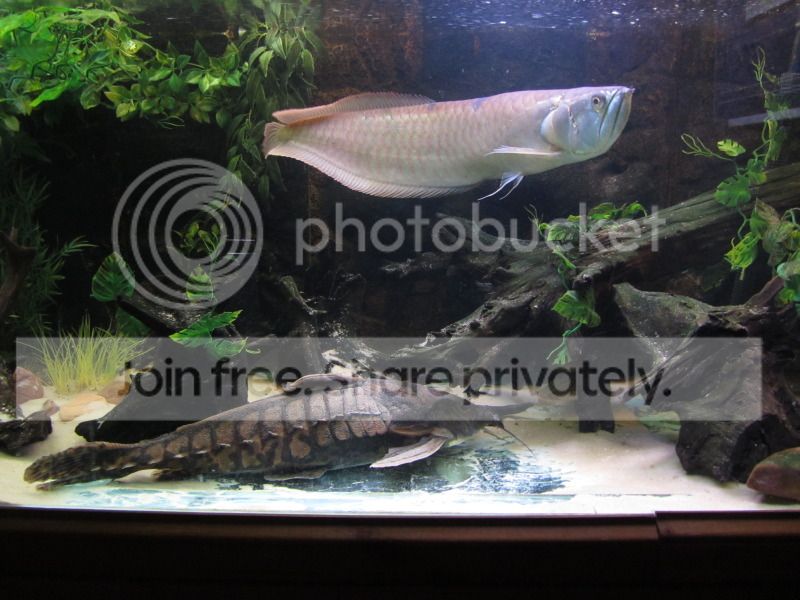 baby Irwini 4 months on | MonsterFishKeepers.com