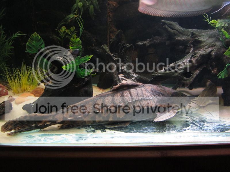 baby Irwini 4 months on | MonsterFishKeepers.com