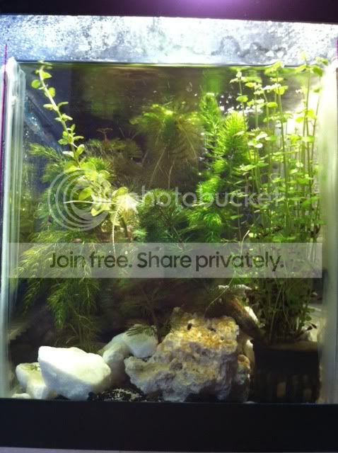 DIY Freshwater sump/refrigerium | Cichlid Fish Forum