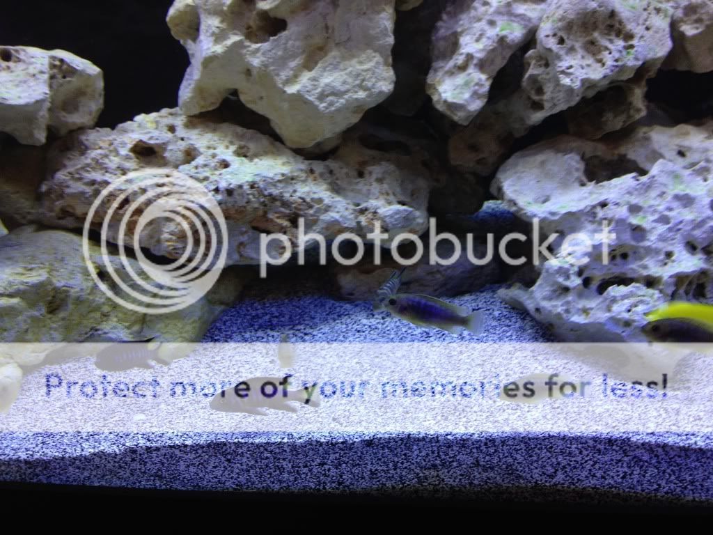 cichlid sand and cloudy water please advise | Cichlid Fish Forum