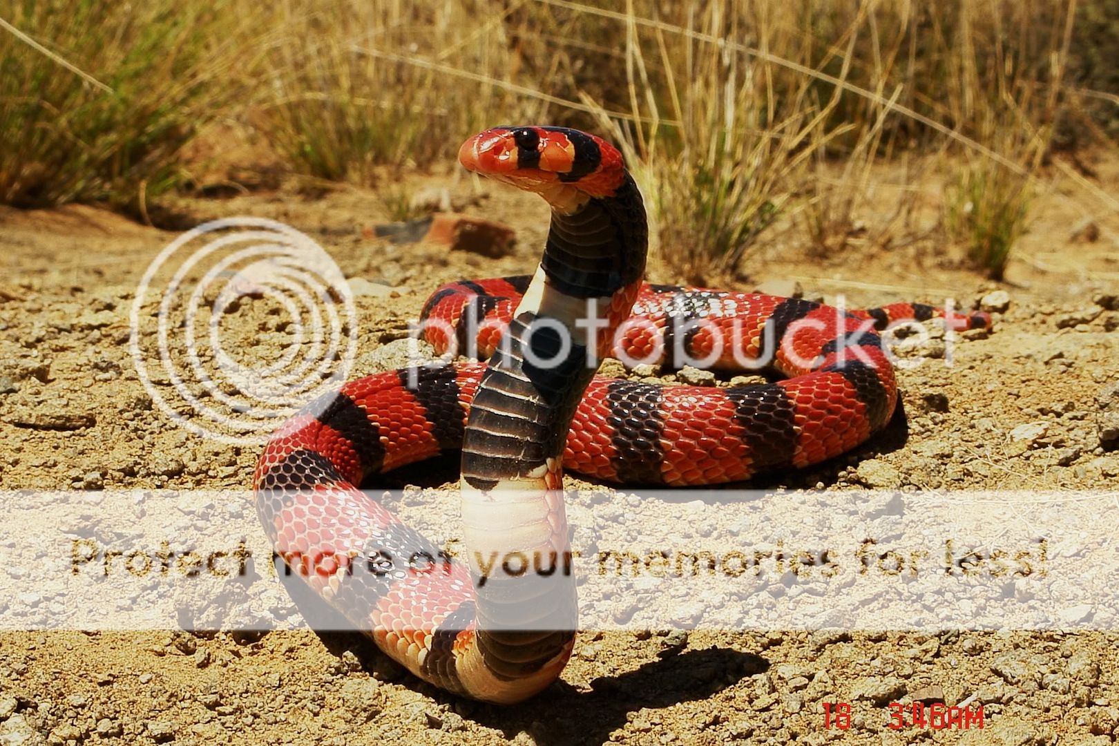 Aspidelaps lubricus | Serpente corallo del Sudafrica | Pet snake, Baby ...