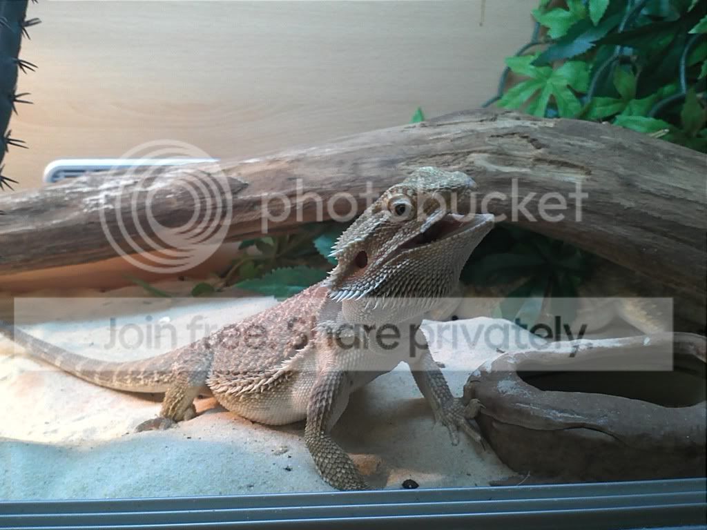 Guide to breeding Locust | Reptile Forums