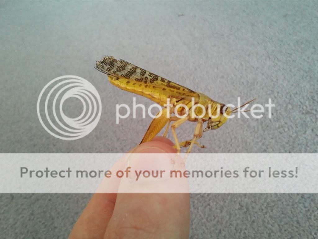 Guide to breeding Locust | Reptile Forums