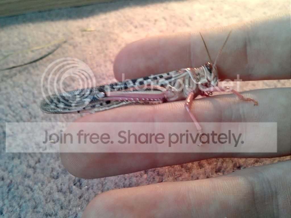 Guide to breeding Locust | Reptile Forums
