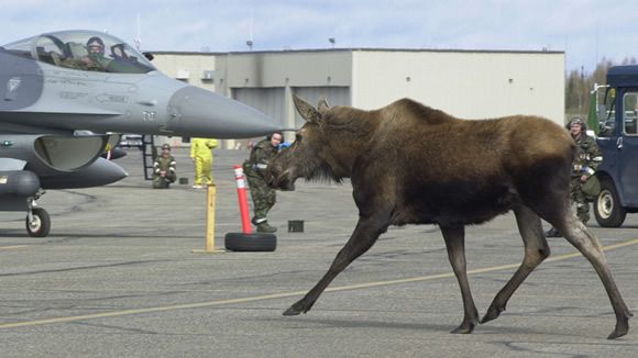 Animals On The Loose (20 Images) » Pirate's Cove