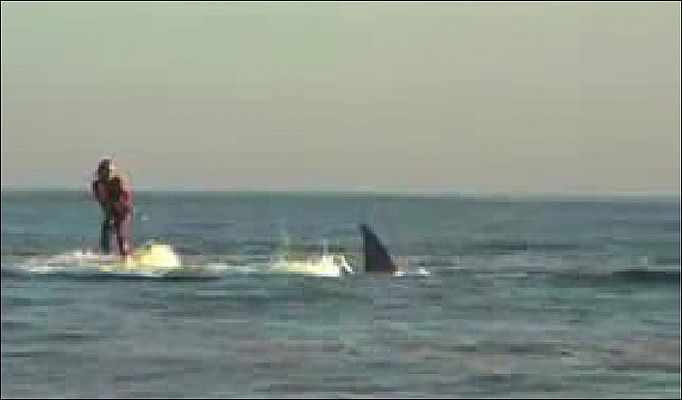 Friday Awesome! Shark Riding (1 Image) - Pirate's Cove » Pirate's Cove