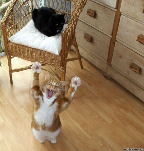 Monday Got A Happy! (20 Images) - Pirate's Cove » Pirate's Cove