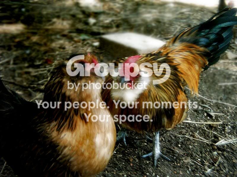 Show Off your good Photos | Page 6 | BackYard Chickens - Learn How to ...