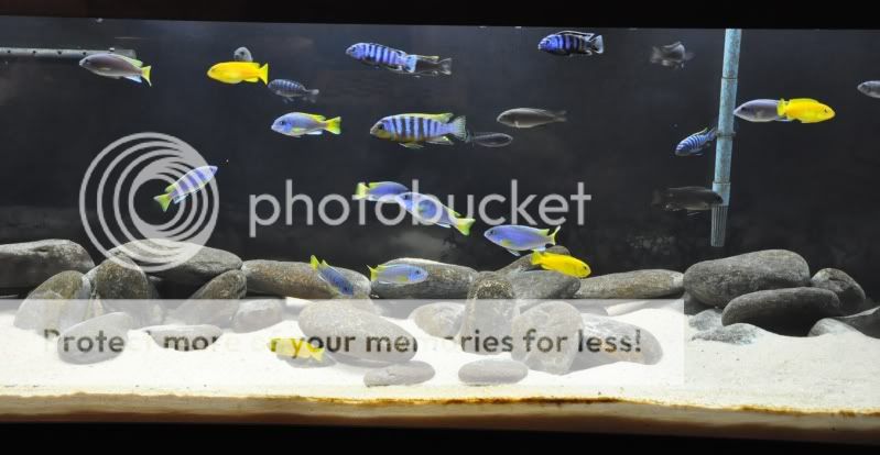 125 gallon Mbuna tank | Cichlid Fish Forum
