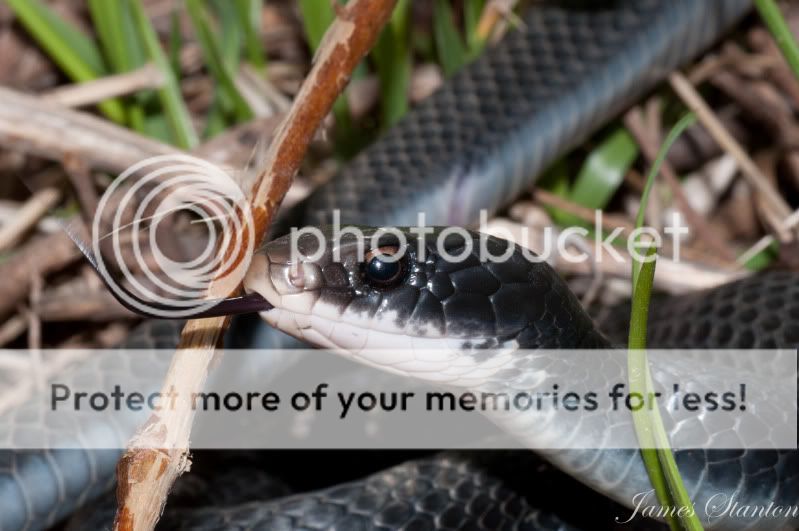 Went Snake Hunting- Snakes are all still alive. Pics! - AR15.COM