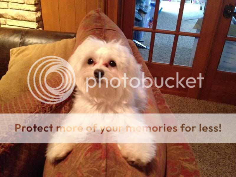 Standard grooming tools you keep at Home | Maltese Dogs Forum : Spoiled ...