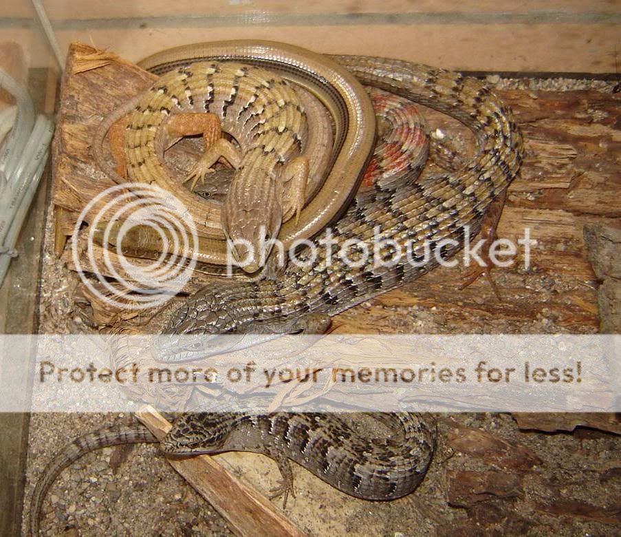 Anguidae request - Field Herp Forum