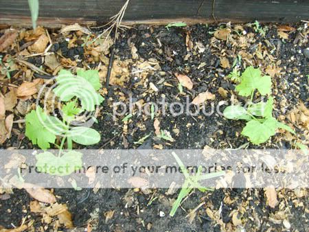 My garden so far return of the giant scallion: gardening — LiveJournal
