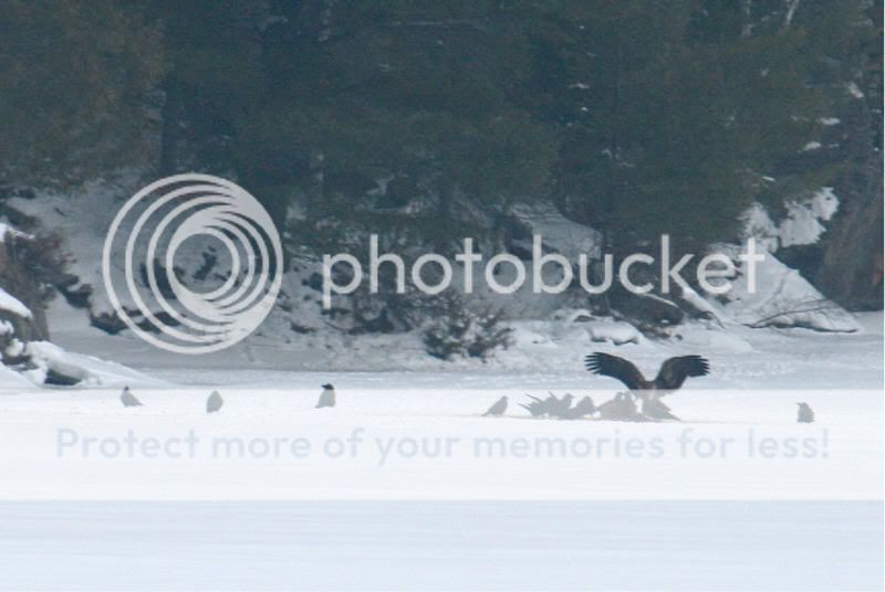 Muskoka Bird Board - 2008-Q1