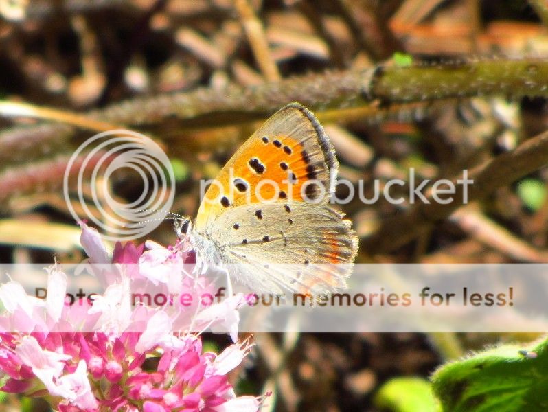 Muskoka Bird Board - 2013-Q3