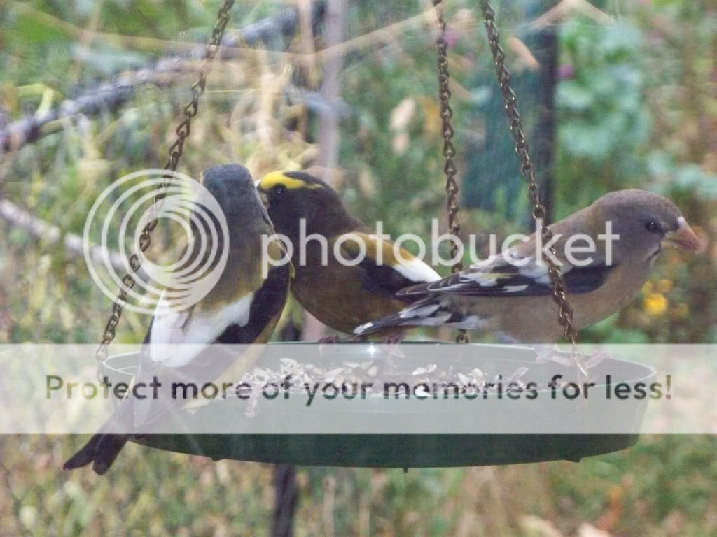 Muskoka Bird Board - 2010-Q4