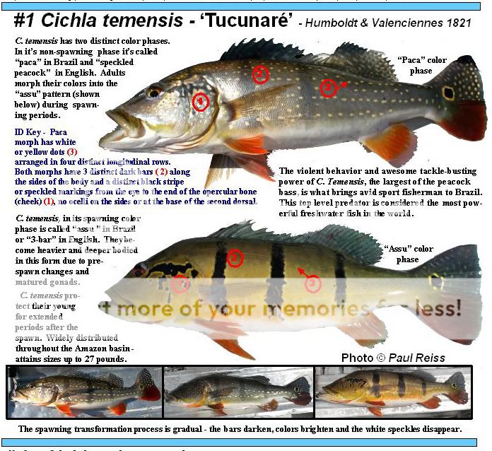 temensis paca and assu | MonsterFishKeepers.com