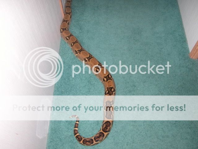 Show me some tail! - RedTailBoas Ultimate Reptile Community