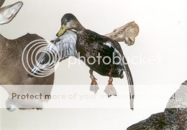 Thoughts on mounting double banded Black | Refuge Forums