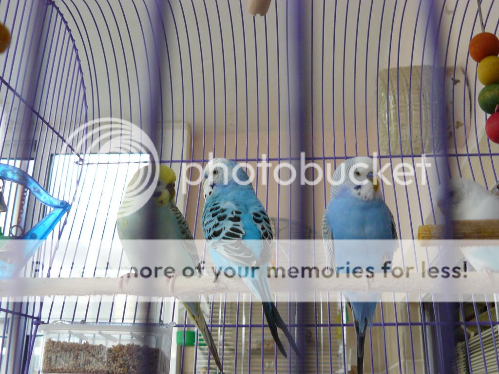 Periquitos australianos - Común azul cielo? - Colores, genética y ...