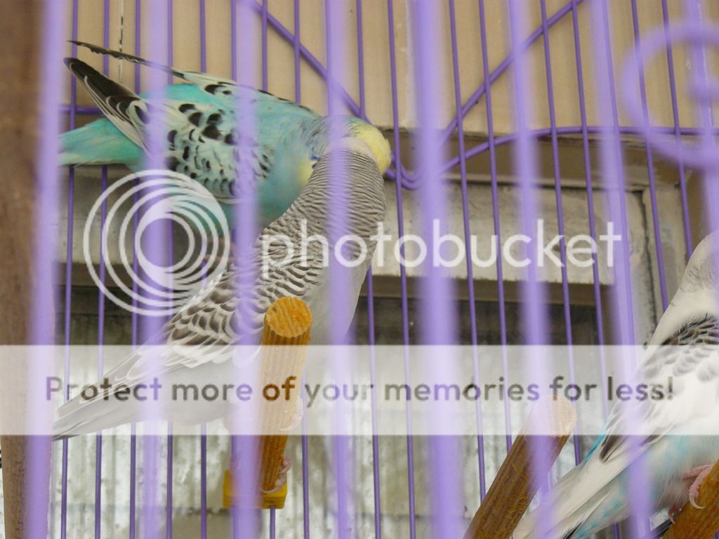 Periquitos australianos - ¿Alas grises? - Colores, genética y reproducción