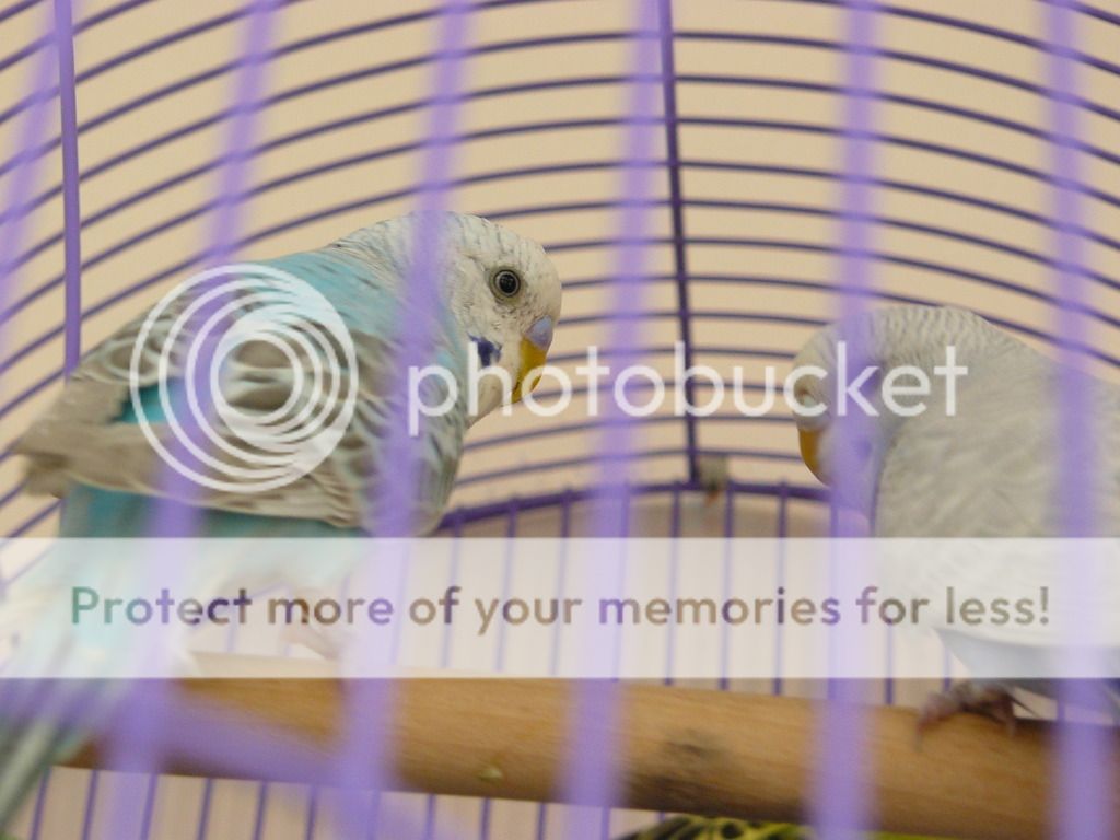 Periquitos australianos - ¿Alas grises? - Colores, genética y reproducción