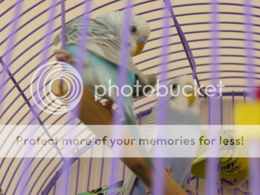 Periquitos australianos - ¿Alas grises? - Colores, genética y reproducción