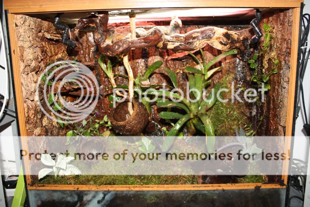 long tailed grass lizard (viv size) | Reptile Forums