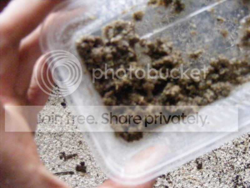 epiweb moss spores - progress report with pics | Reptile Forums