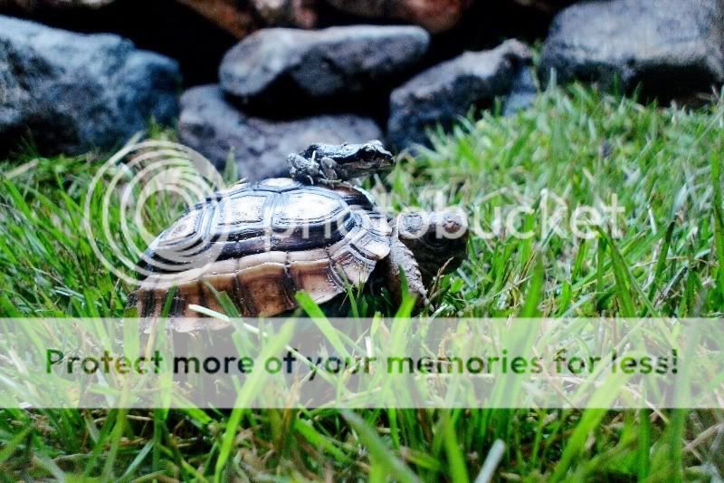 Testudinae - Mi Chelonoidis chilensis - Tortugas terrestres