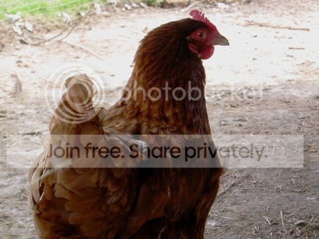 red hi-line? | BackYard Chickens - Learn How to Raise Chickens