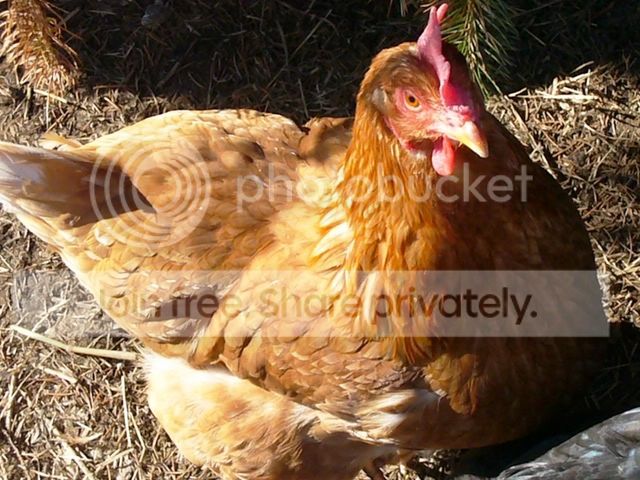 White Rock x Rhode Island Red ... | BackYard Chickens - Learn How to ...
