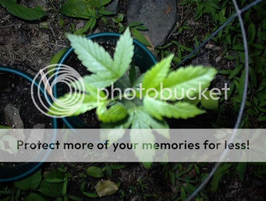 Ripped leaves? pics | Grasscity Forums - The #1 Marijuana Community Online