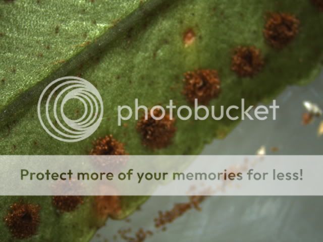 Java Fern spores | AquariaCentral.com