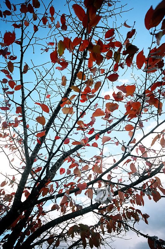 P&S小機機四大天王組合出遊去 (第4頁) - Mobile01