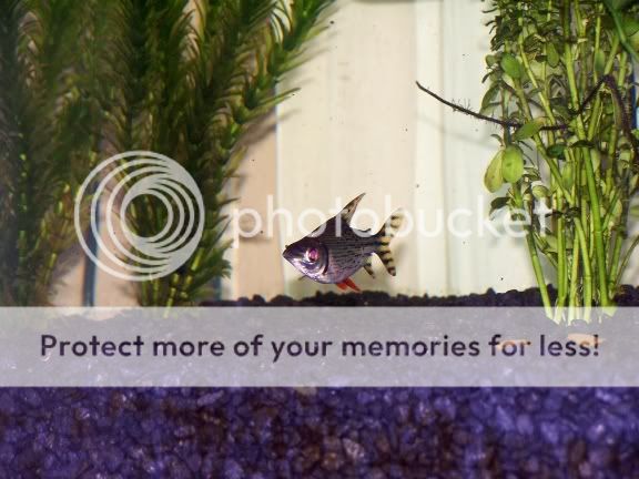 Flagtail Prochilodus Growth? | Page 2 | MonsterFishKeepers.com