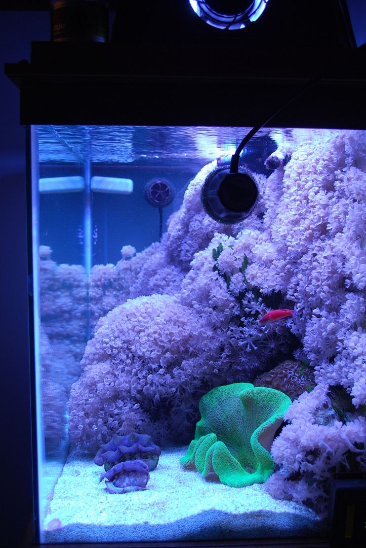 So, you think you want to keep Xenia... | Page 3 | Reef2Reef