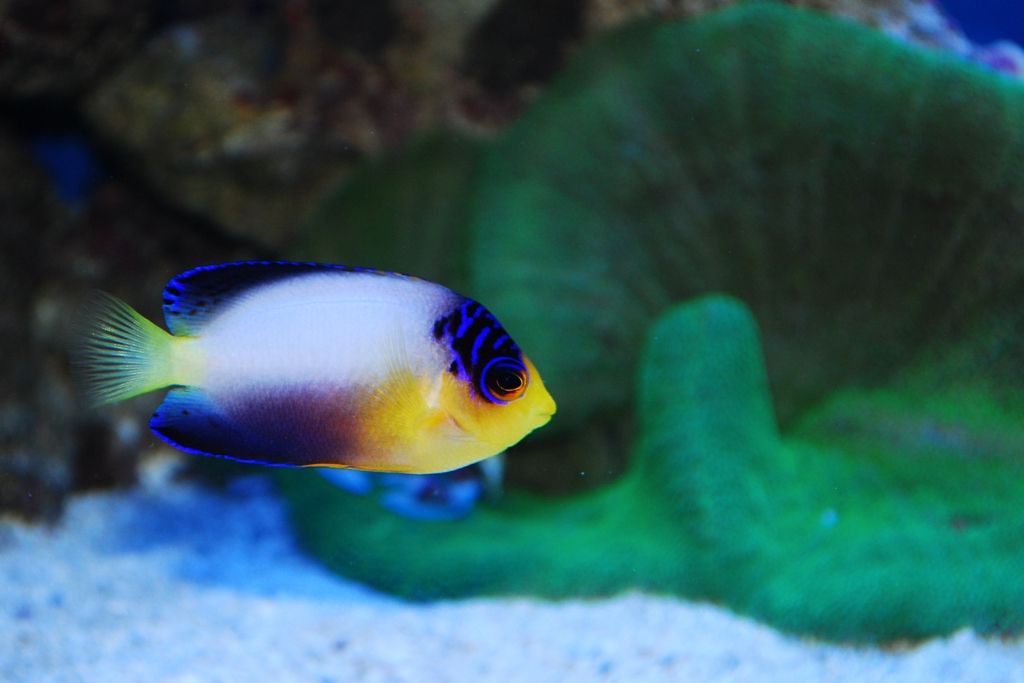 White Reef Fish | Reef2Reef