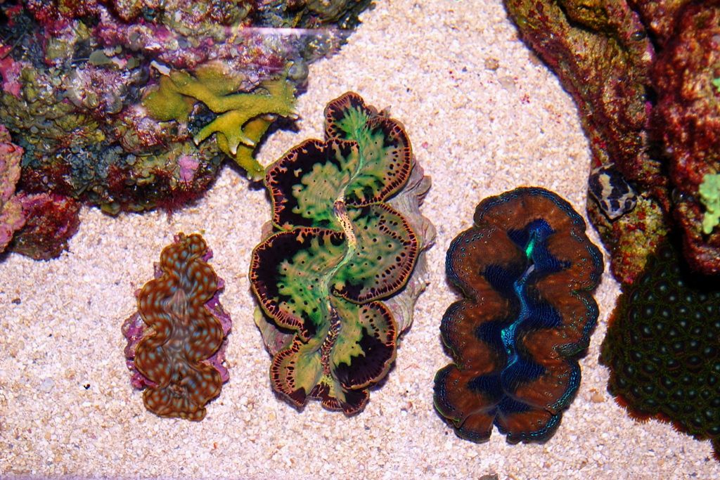 Lets see those CLAM photos! Clams that you have, had, or even ...