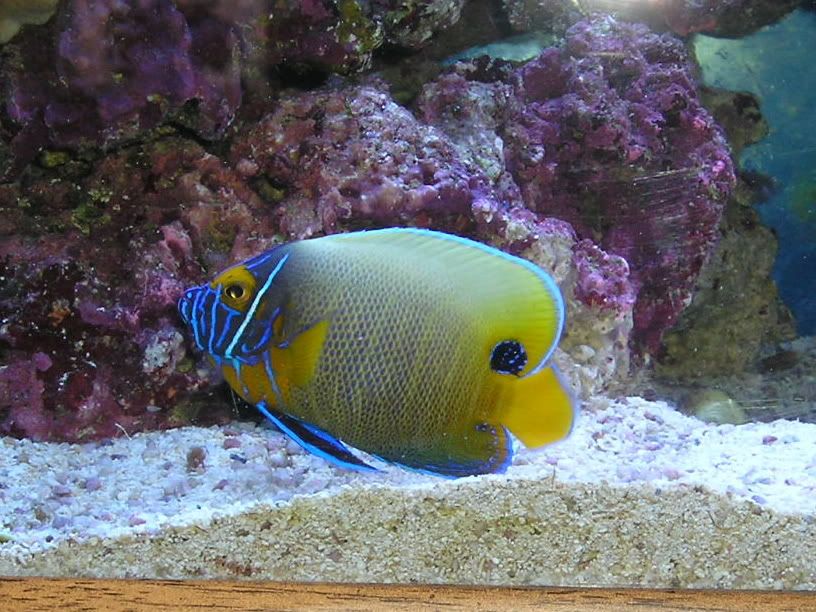 Saltwater Fish of the Day: Blueface Angelfish | Reef2Reef