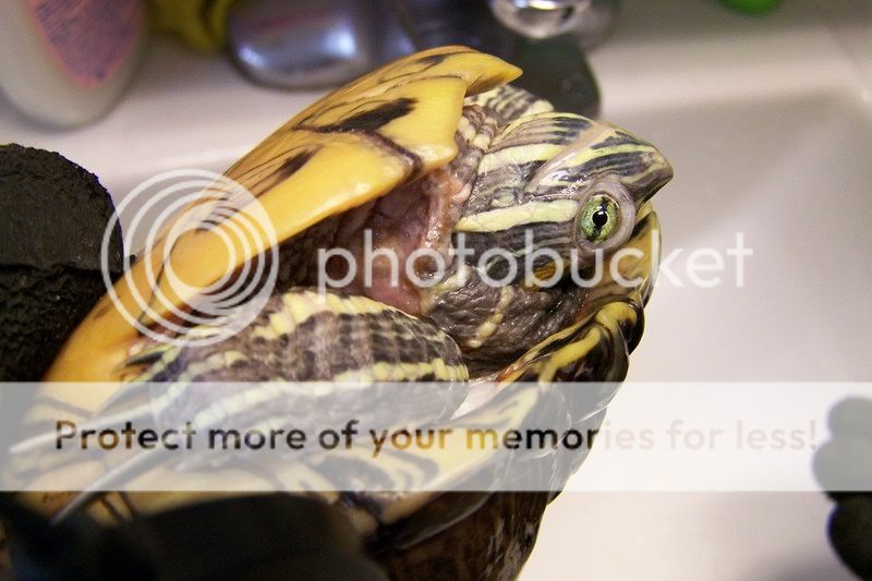 Redearslider.com :: View topic - my turtle is wounded... (pic might be ...